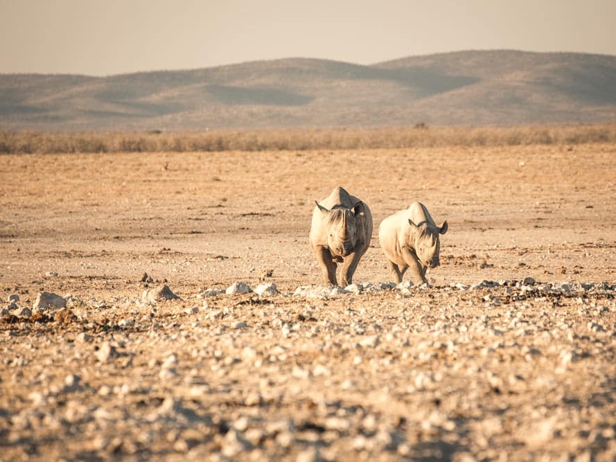 Trophy hunting & Namibia’s wildlife conservation challenge | Anywhere ...