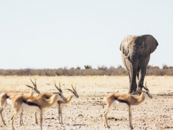 Trophy hunting & Namibia’s wildlife conservation challenge | Anywhere ...