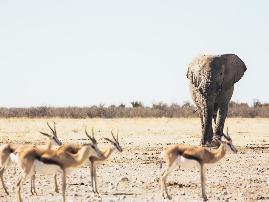 Trophy hunting & Namibia’s wildlife conservation challenge | Anywhere ...