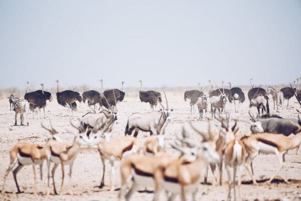 Trophy Hunting & Namibia's Conservation Challenge | Anywhere We Roam