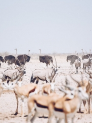 Trophy hunting & Namibia’s wildlife conservation challenge | Anywhere ...