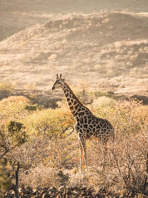 Trophy Hunting & Namibia's Conservation Challenge | Anywhere We Roam