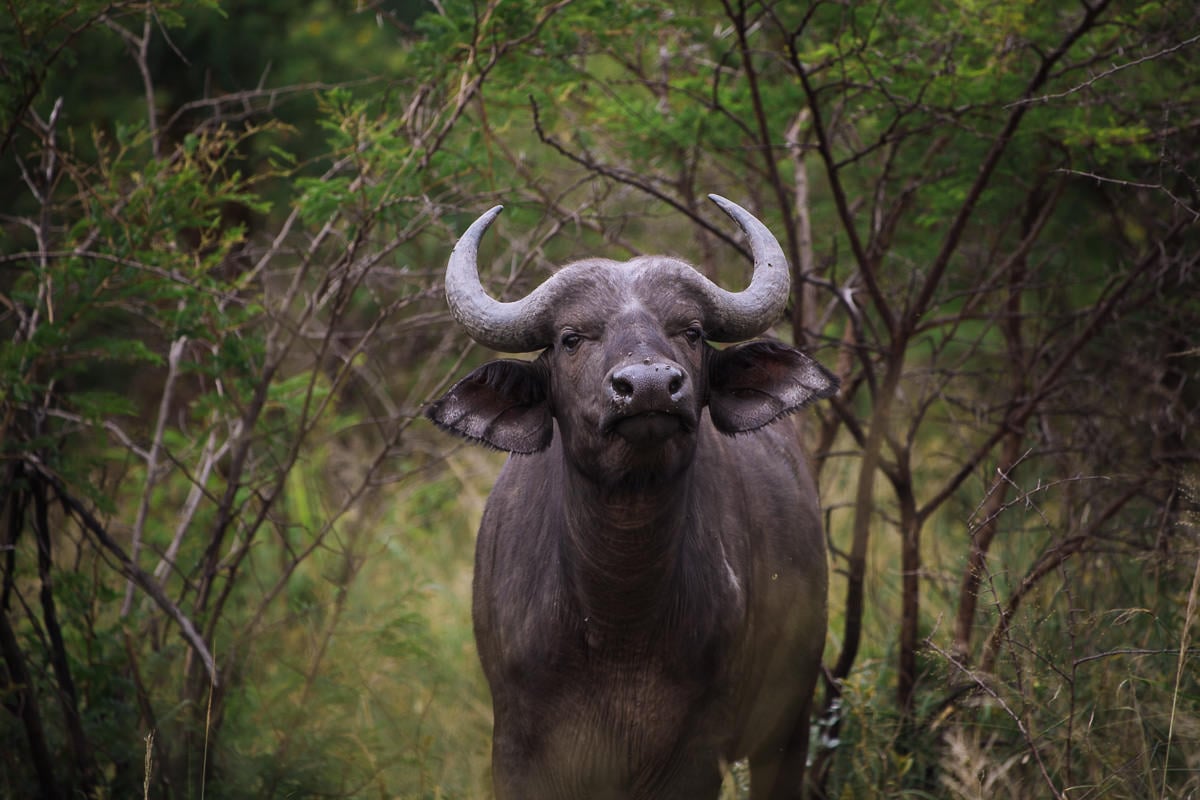 27 Amazing Animals To Spot On Your Next African Safari