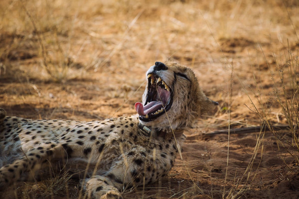 27 Amazing Animals To Spot On Your Next African Safari