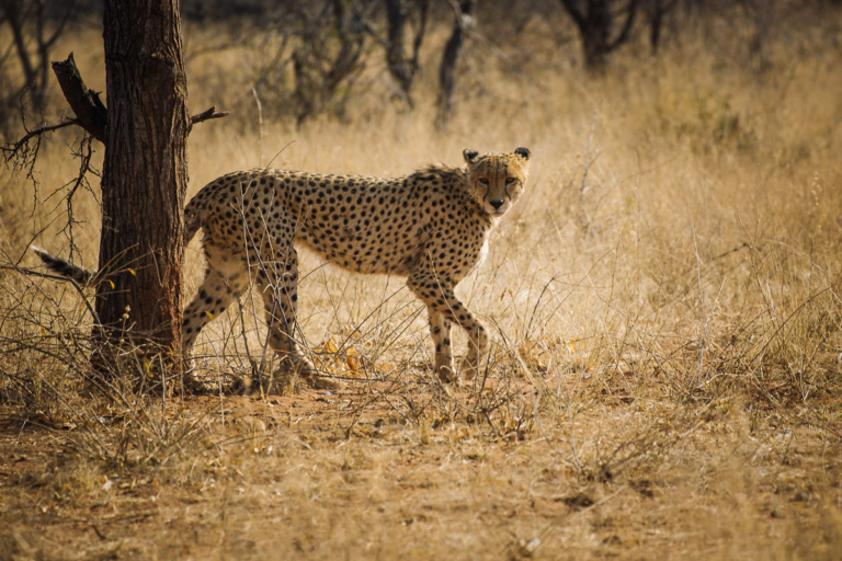 27 Amazing Animals To Spot On Your Next African Safari