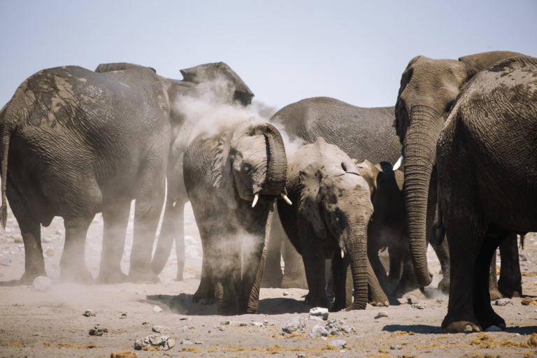 27 Amazing Animals To Spot On Your Next African Safari