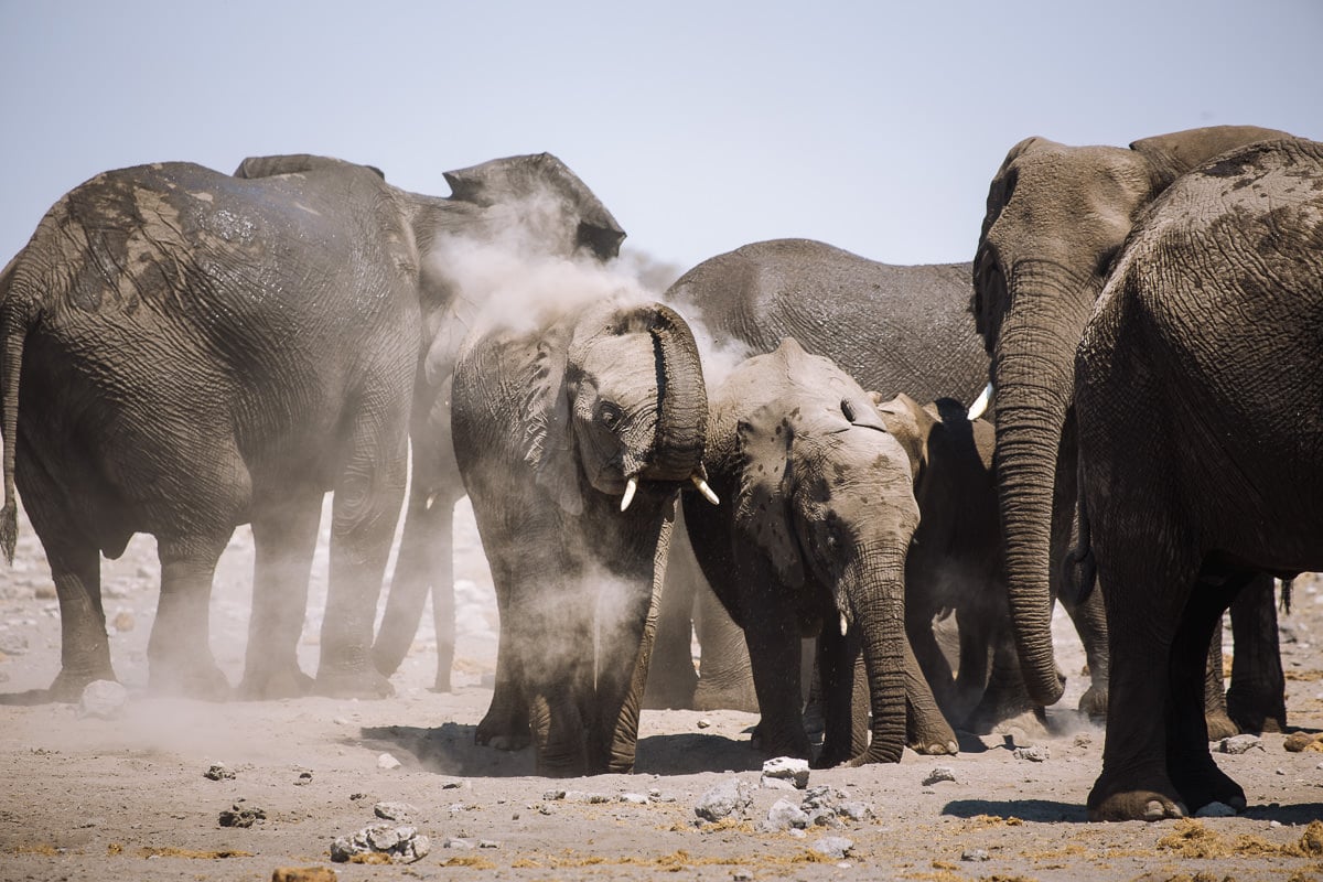 27 Amazing Animals To Spot On Your Next African Safari