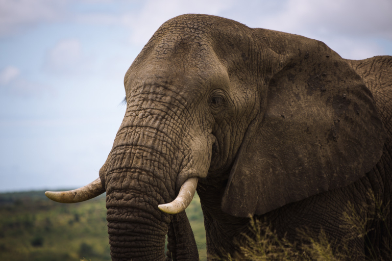 27 Amazing Animals To Spot On Your Next African Safari