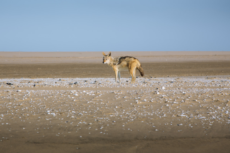 27 Amazing Animals To Spot On Your Next African Safari