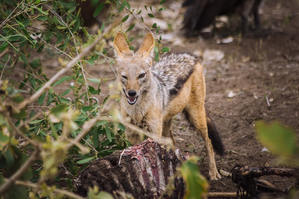 27 Amazing Animals To Spot On Your Next African Safari