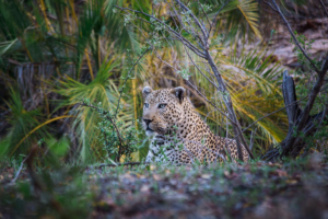 27 Top African Safari Animals + Photos | Anywhere We Roam