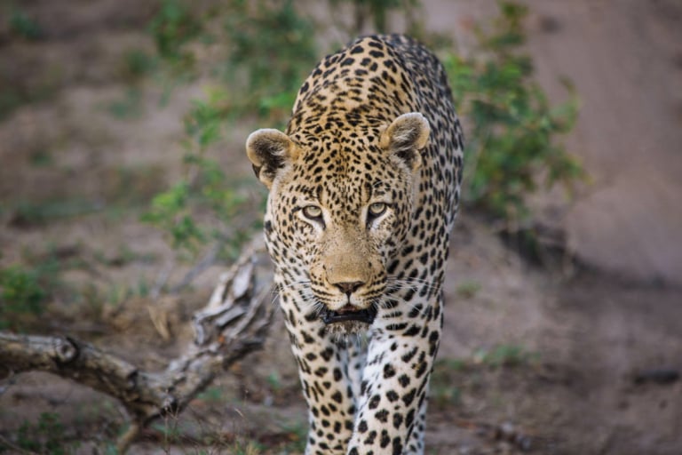 27 Amazing Animals To Spot On Your Next African Safari