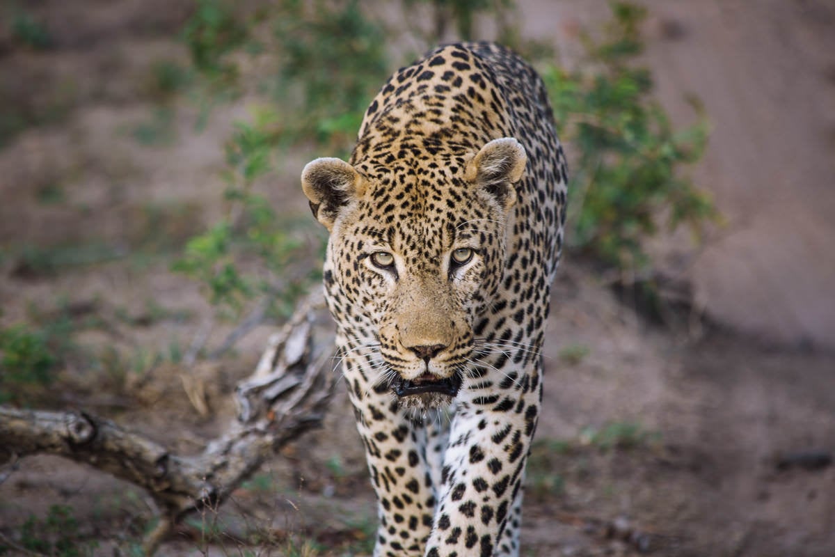 27 Amazing Animals To Spot On Your Next African Safari