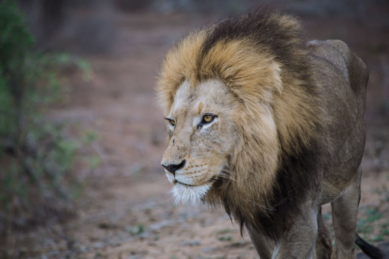 27 Amazing Animals To Spot On Your Next African Safari