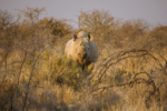 27 Amazing Animals To Spot On Your Next African Safari