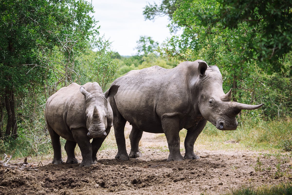 27 Amazing Animals To Spot On Your Next African Safari