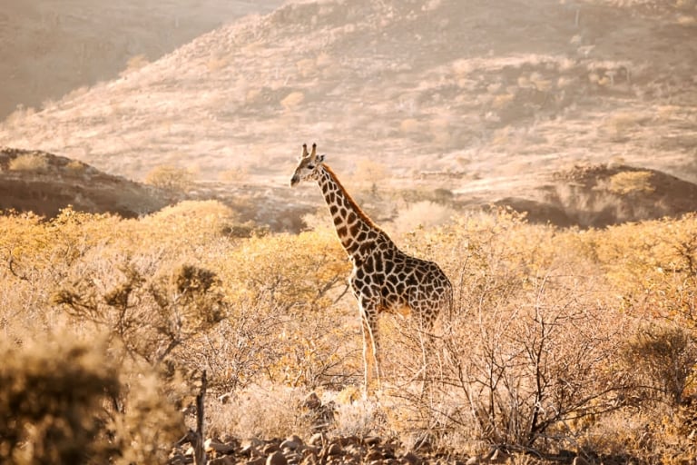 27 Top African Safari Animals + Photos | Anywhere We Roam