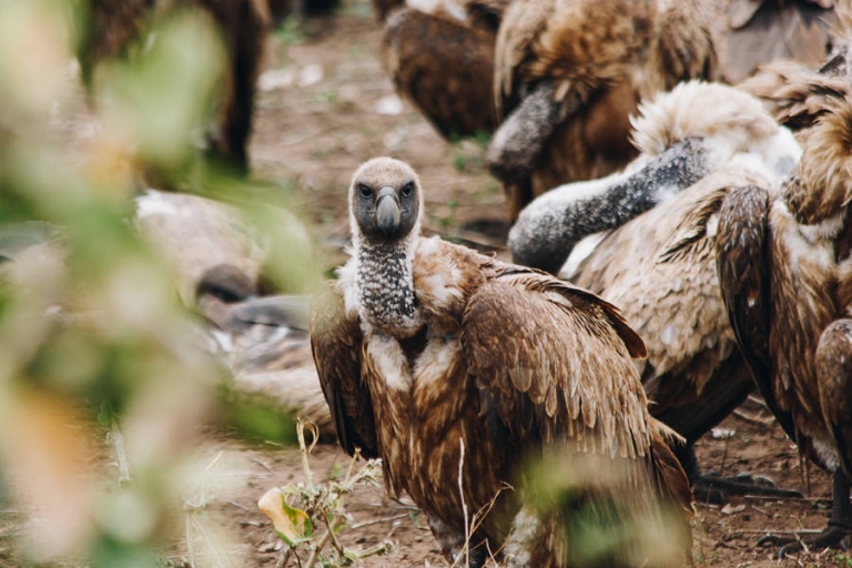 20 Amazing Safari Animals & Where To See Them | Anywhere We Roam