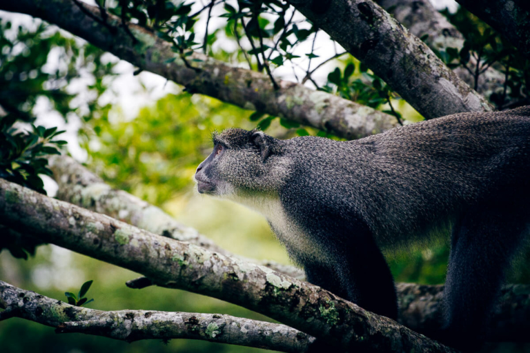 10 Amazing Things To Do In St Lucia, South Africa