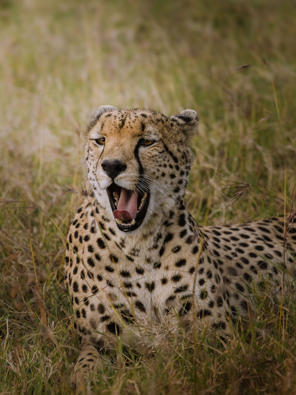 27 Amazing Animals To Spot On Your Next African Safari