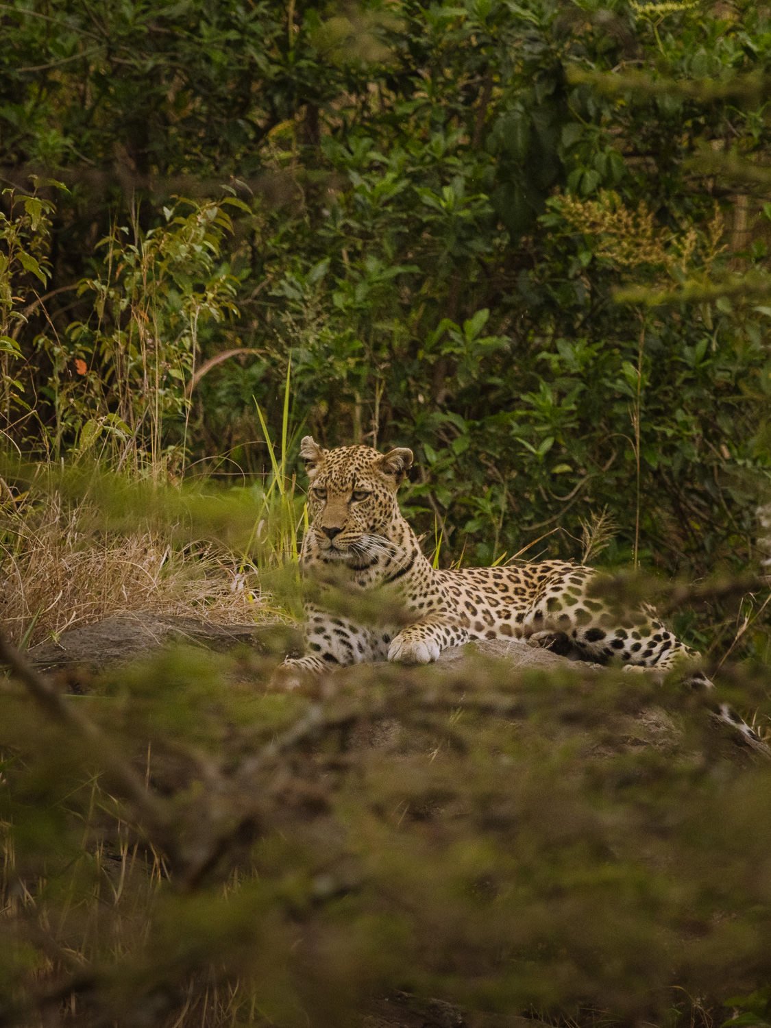 27 Amazing Animals To Spot On Your Next African Safari