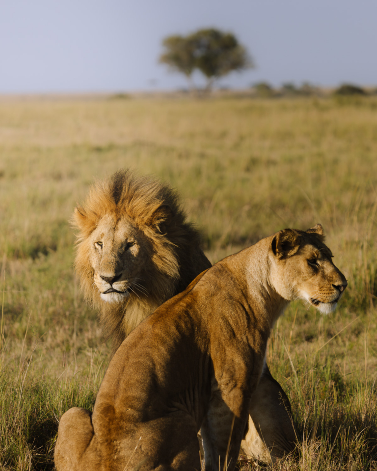 27 Amazing Animals To Spot On Your Next African Safari