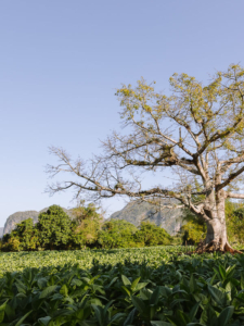 Best Viñales Valley Hike Including Map | Anywhere We Roam