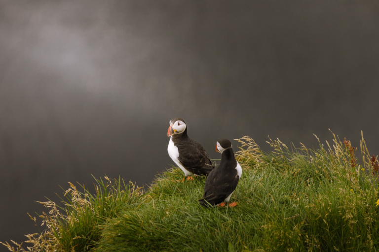 Guide To Dyrhólaey & Reynisfjara Beach | Anywhere We Roam
