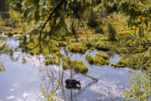 12 Great Things To Do In Grand Teton National Park, Wyoming