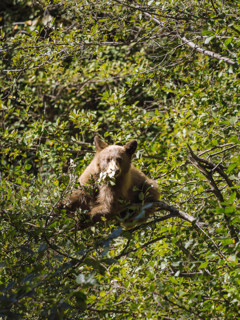 12 Great Things To Do In Grand Teton National Park, Wyoming